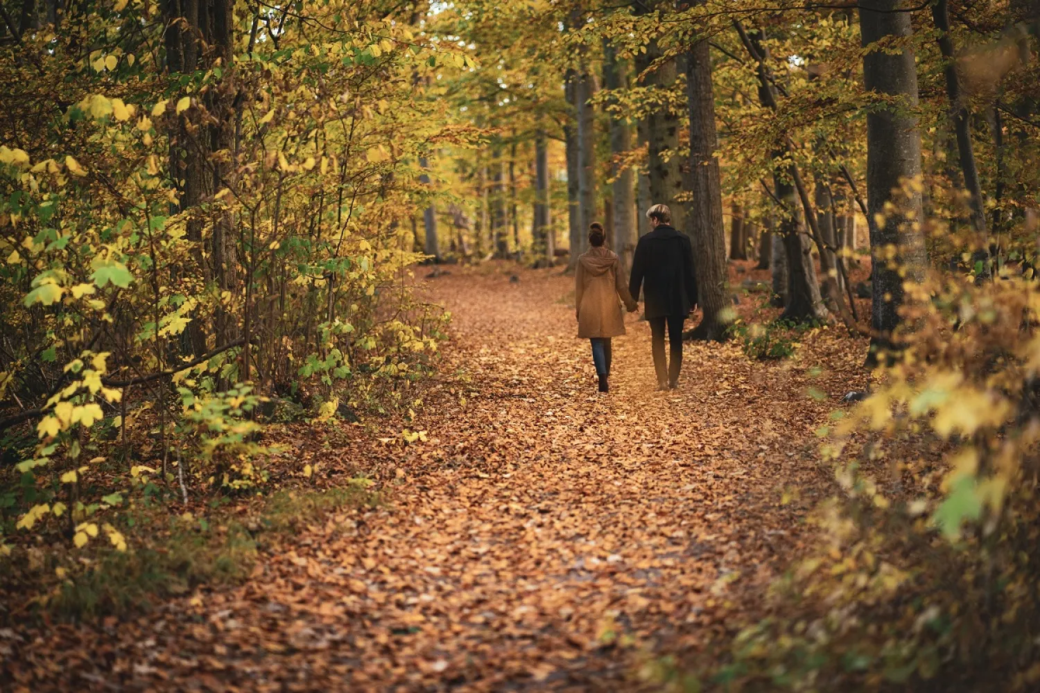 Öland | Offizieller Besucherführer für Öland